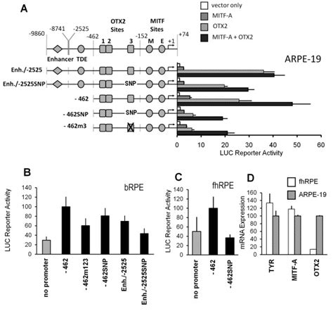 A SNP In The OTX2 Binding Site 3 Decreases The Activity Of The Human Download Scientific