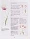 Книга Botanical painting. Вдохновляющий курс рисования акварелью ...