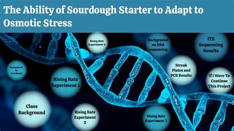 genetic lab final project by fallon koob on prezi