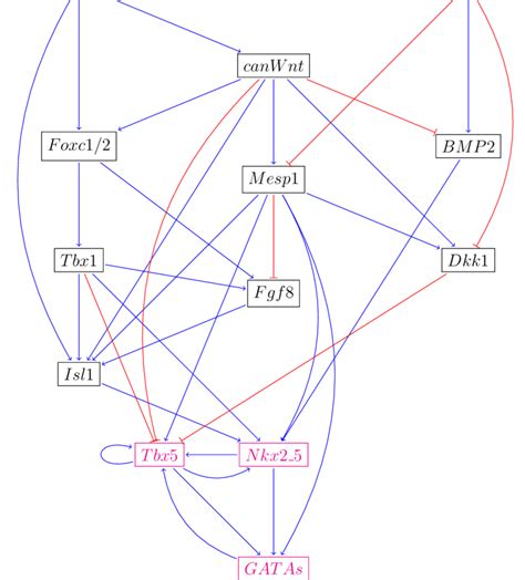 1 Interaction Graph Of The Cardiac Boolean Network Download