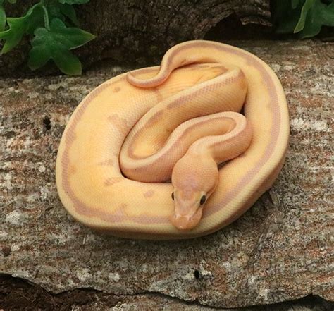 Bananacoral Glow Genetic Stripe Ball Python By Dynasty Reptiles Morphmarket