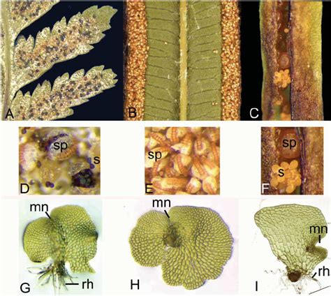 The Spore Forming And Gamete Forming Phases Of The Fern Life Cycle A Download Scientific