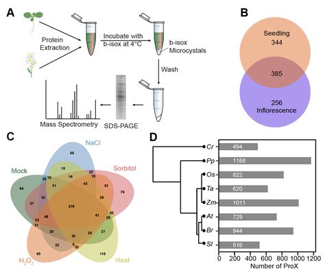 生命学院方晓峰与邓海腾合作鉴定植物中具有相分离潜力的蛋白质 清华大学