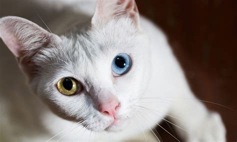 White Cat With Green And Blue Eyes