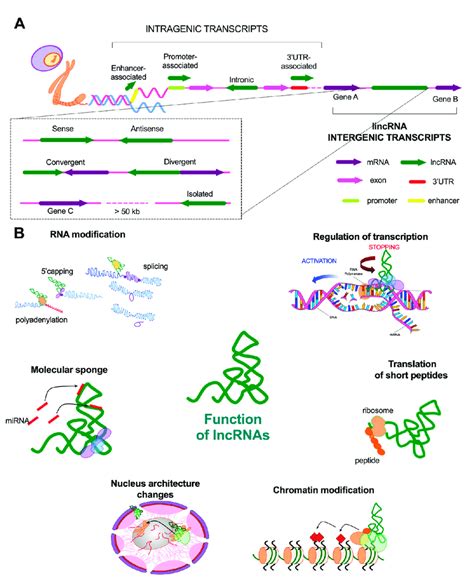 Characteristics Of Lncrnas A The Classification Of Transcripts
