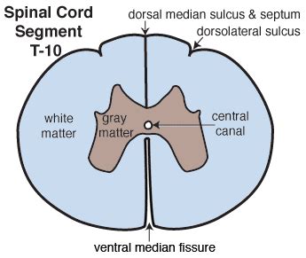 Lab 2 Spinal Cord Histology