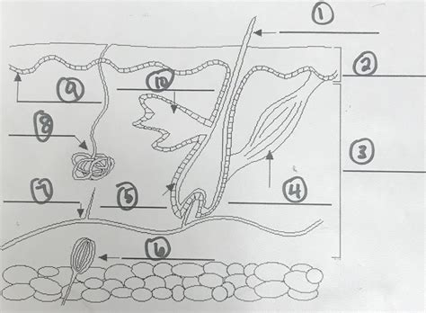 Anatomy Unit Integumentary System Diagram Quizlet