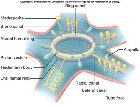 Overview Of Phylum Arthropoda Characteristics Phylum Echinodermata Overview And Classifications