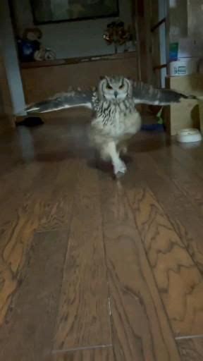 Run Owl  Run Owl Running Discover Share S Artofit