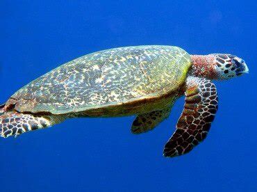 Turtle Lab Exam Flashcards Quizlet