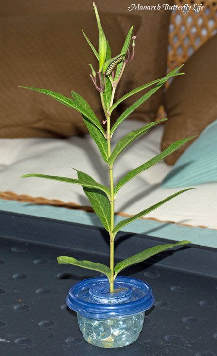 5 Ways To Serve Monarch Caterpillar Food Milkweed Cuttings Monarch