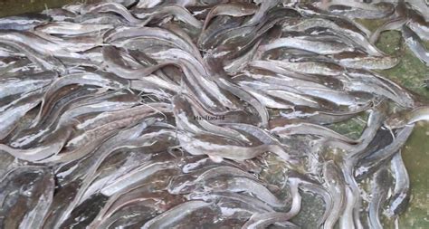 Usaha Ternak Lele Pemula Panduan Lengkap Memulai Bisnis