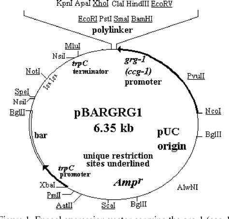 Pdf New Plasmid And Lambdaplasmid Hybrid Vectors And A Neurospora