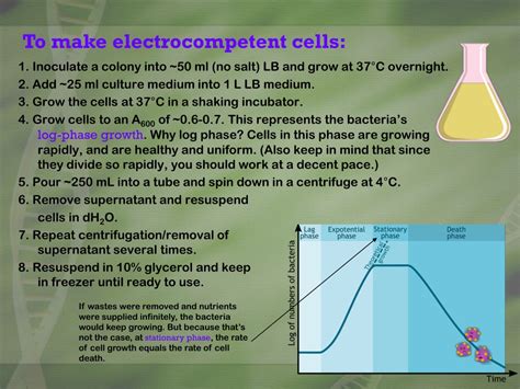 Ppt Dna Transfection Into Prokaryotic And Eukaryotic Cells Powerpoint