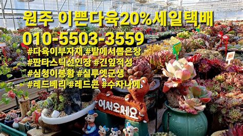 원주 이쁜다육20세일택배010 5503 3559 다육이부자재 밭에서뽑은창 판타스틱선인장 긴잎적성 심청이봉황 실루엣군생 레드베리 레드콘 수자나에 Youtube