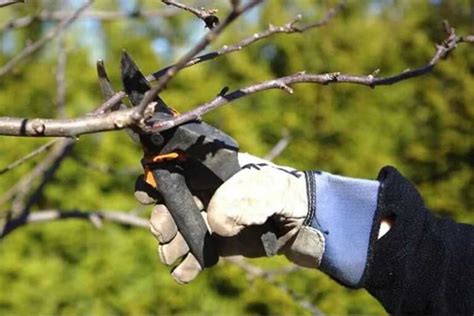 About To Do Some Tree Pruning Yourself Avoid These Mistakes