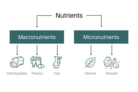 Micro Nutrients Macro And Micro