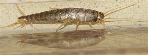 3 Gross Facts About Silverfish Joshuas Pest Control