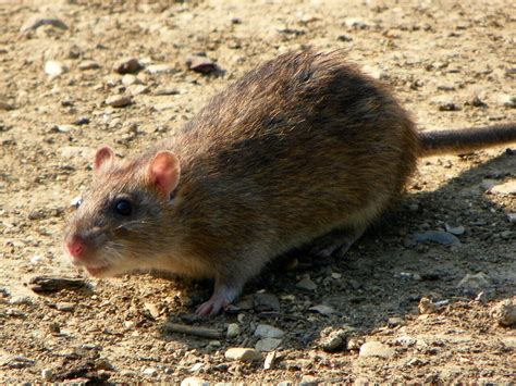 Norway Rats Rattus Norvegicus Control And Identification