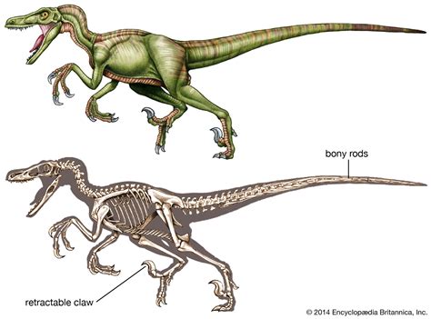 Dinosaur Herding Socialization Adaptation Britannica