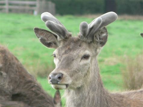 Red Deer We Had Just Parked The Car And Were Walking Back … Flickr