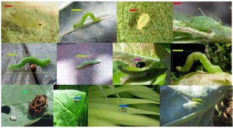 Pest Detection Based On Lightweight Locality Aware Faster R Cnn