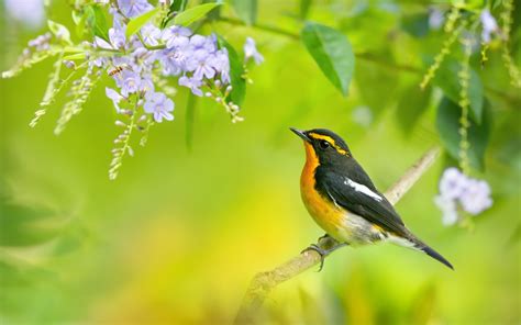 デスクトップ 壁紙無料鳥 高画質 文鳥 壁紙 デスクトップ Xdhn