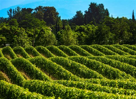 Siepi E Bordure Alleate Del Vigneto