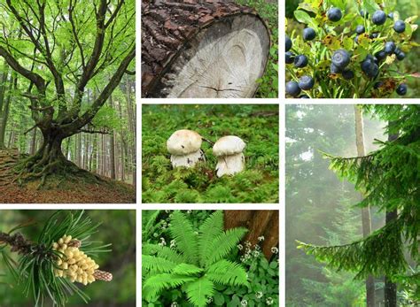 Collage En El Bosque Imagen De Archivo Imagen De Crecimiento 37203275