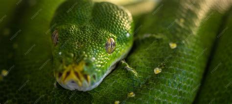 Premium Photo Tree Python Resting Among The Branches Incredible Wildlife