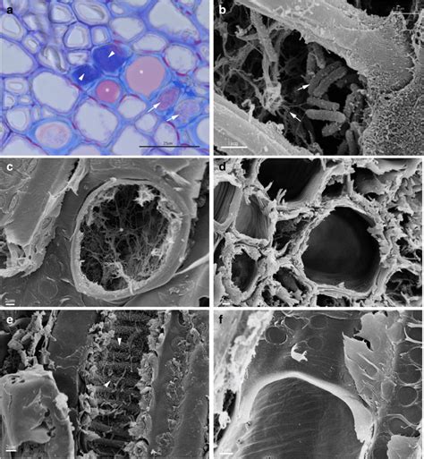 Lm Image A And Sem Micrographs B C D E And F Of Sj 668 A