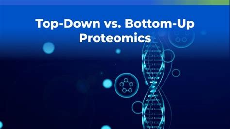 Top Down Vs Bottom Up Proteomics Unraveling The Secrets Of Protein Analysis Metwarebio