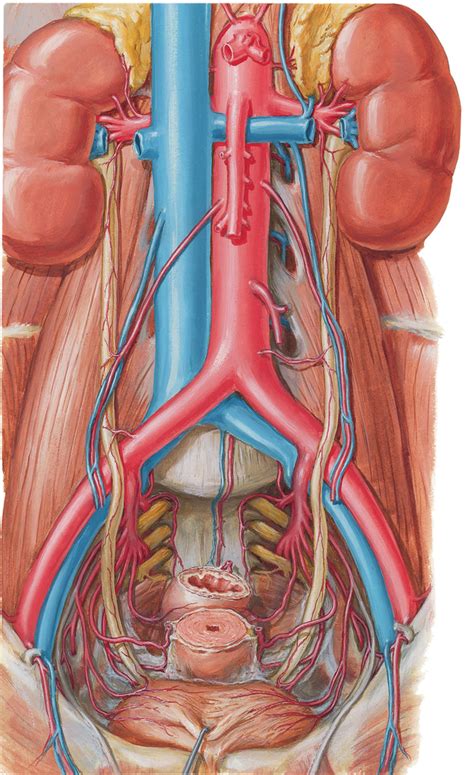Urinary Structures Diagram Quizlet Urinary Structures Diagram Quizlet