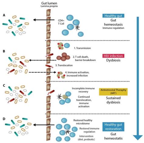 Akkermansia Muciniphila And Faecalibacterium Prausnitzii In Immune Related Diseases