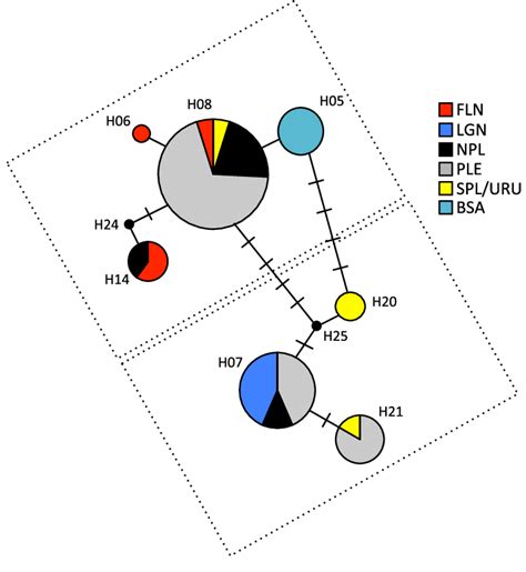 Median Joining Network Of Mtdna Control Region Haplotypes In Coastal