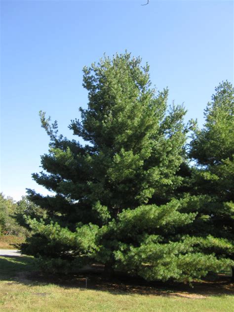 White Pine