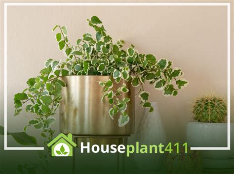 Harmony In Greenery Find The Perfect Match For Your Swedish Ivy With This Companion Plant Guide