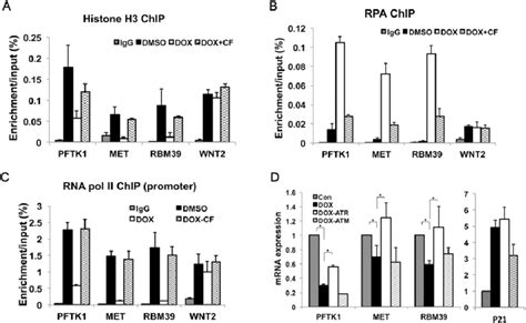 The Atr Dependent Checkpoint Pathway Is Required For The Download