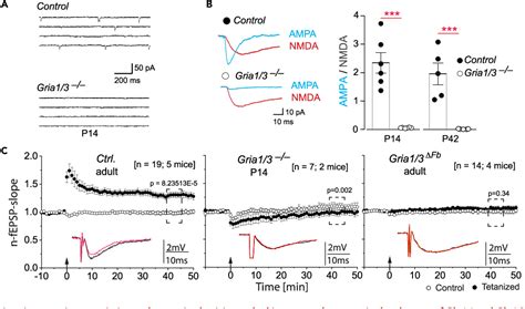 Figure 2 From Distinct Effects Of Ampar Subunit Depletion On Spatial