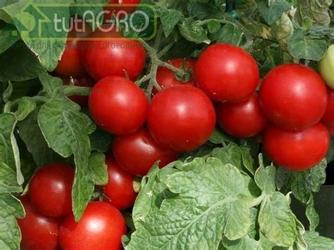 Гномы - посадил и забыл. «Малоуходные» томаты
