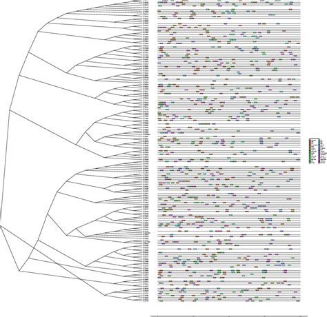 Core Promoter Element A Phylogenetic Tree At Left From Hmad Protein