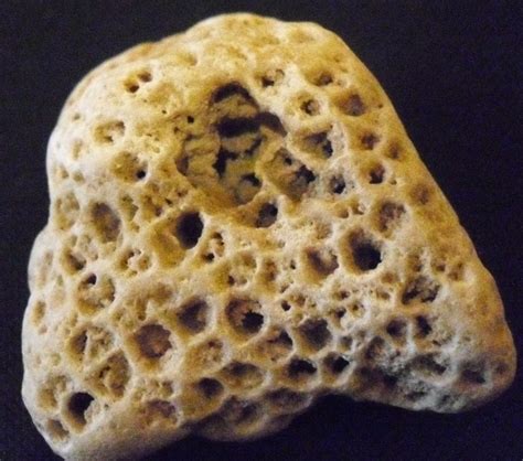 Coral Sponge Or None Fossil Id The Fossil Forum