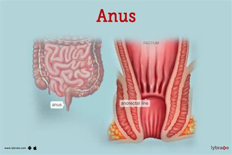 Anus Human Anatomy Picture Function Diseases Tests And Treatments