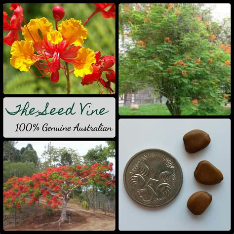 Caesalpinia Pulcherrima Pride Of Barbados The Seed Vine