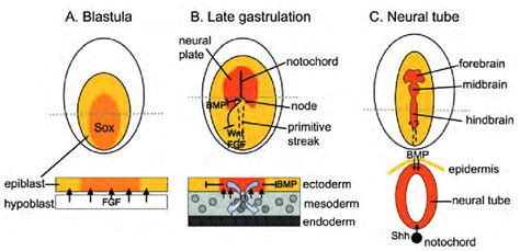 Neural Induction And Neural Tube Formation Schematic Representation Of