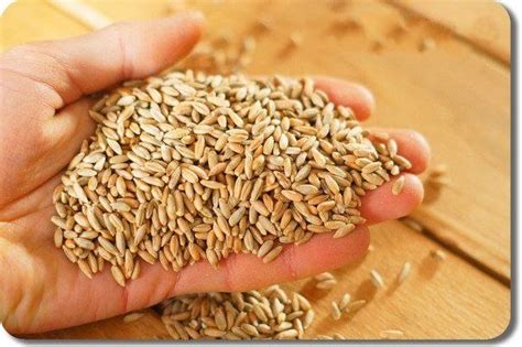 Пророщенная рожь: применения и свойства уникального суперфуда