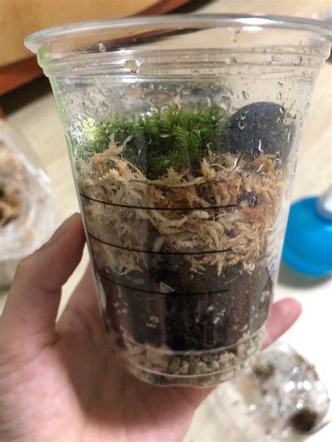 집에서 이끼 키우기 🌱 테라리움 Feat 이끼 구입처 마른 이끼 수태 숯 자갈 네이버 블로그