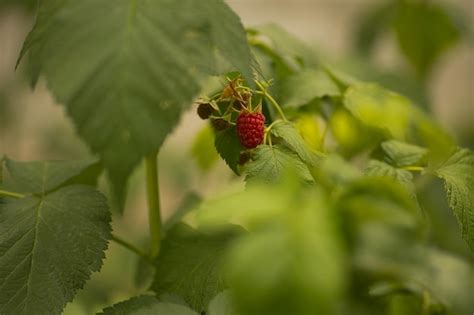 Premium Photo One Red Raspberry Among Green Branches Premium Photo One Red Raspberry Among Green Branches