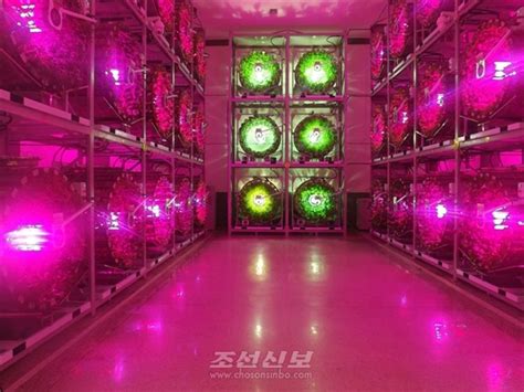 평양 강동종합온실 원통형채소재배장치 20여일이면 수확