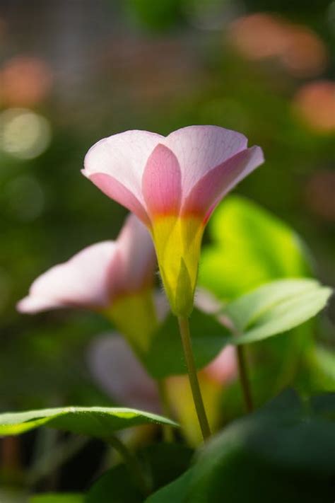 Oxalis 고요한 꽃 배경 꽃이 피는 꽃잎 녹지 다정한 무성한 단풍 밝은 색 배경을 흐리게 봄 봄의 꽃 부드러운 식물상 분홍색 꽃 사람이 없는